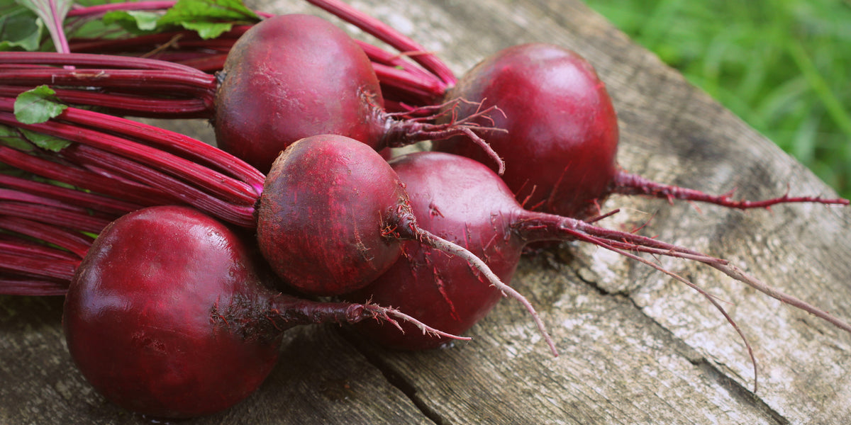 Beets! Beets! Beets! Growing and using beets grown from seed. — Rohrer ...