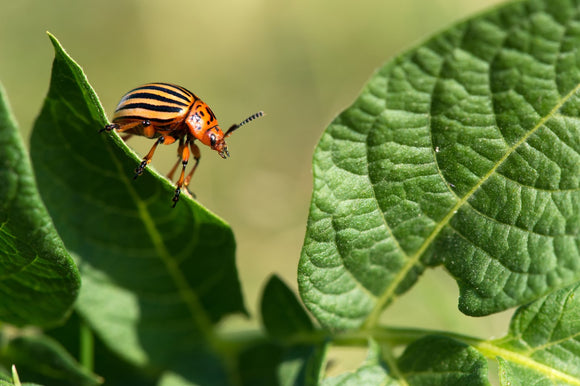 Managing Weeds in the Garden | Rohrer Seeds