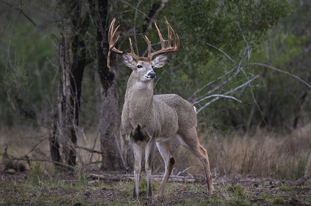 Deer Food Plots: Part II - How to Best Use Deer Food Plots — Rohrer Seeds
