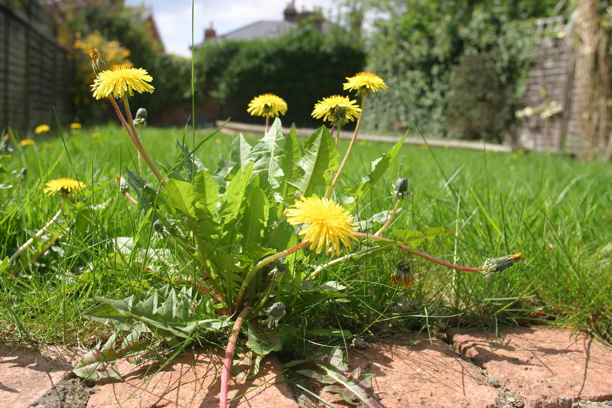 In The Weeds: Common Weed ID Guide — Rohrer Seeds