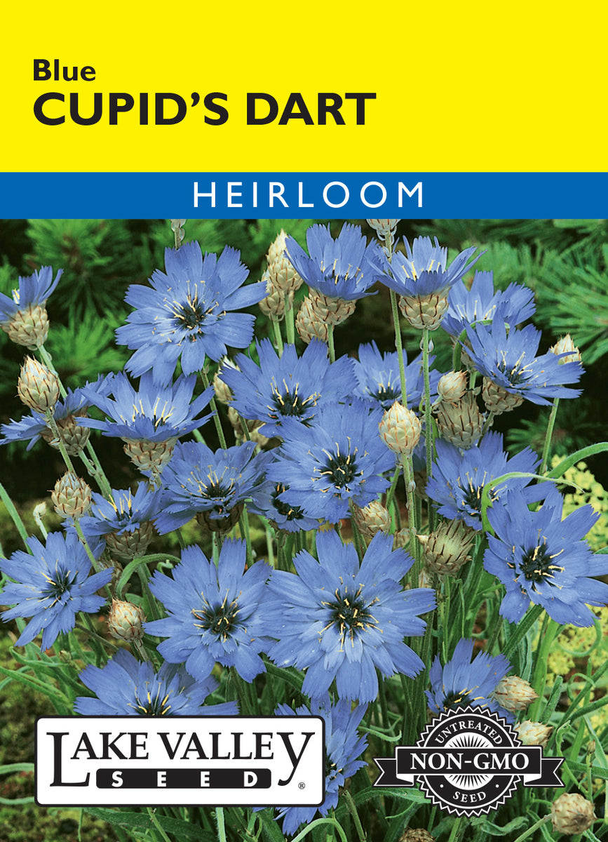 Cupids Dart Seeds — Rohrer Seeds