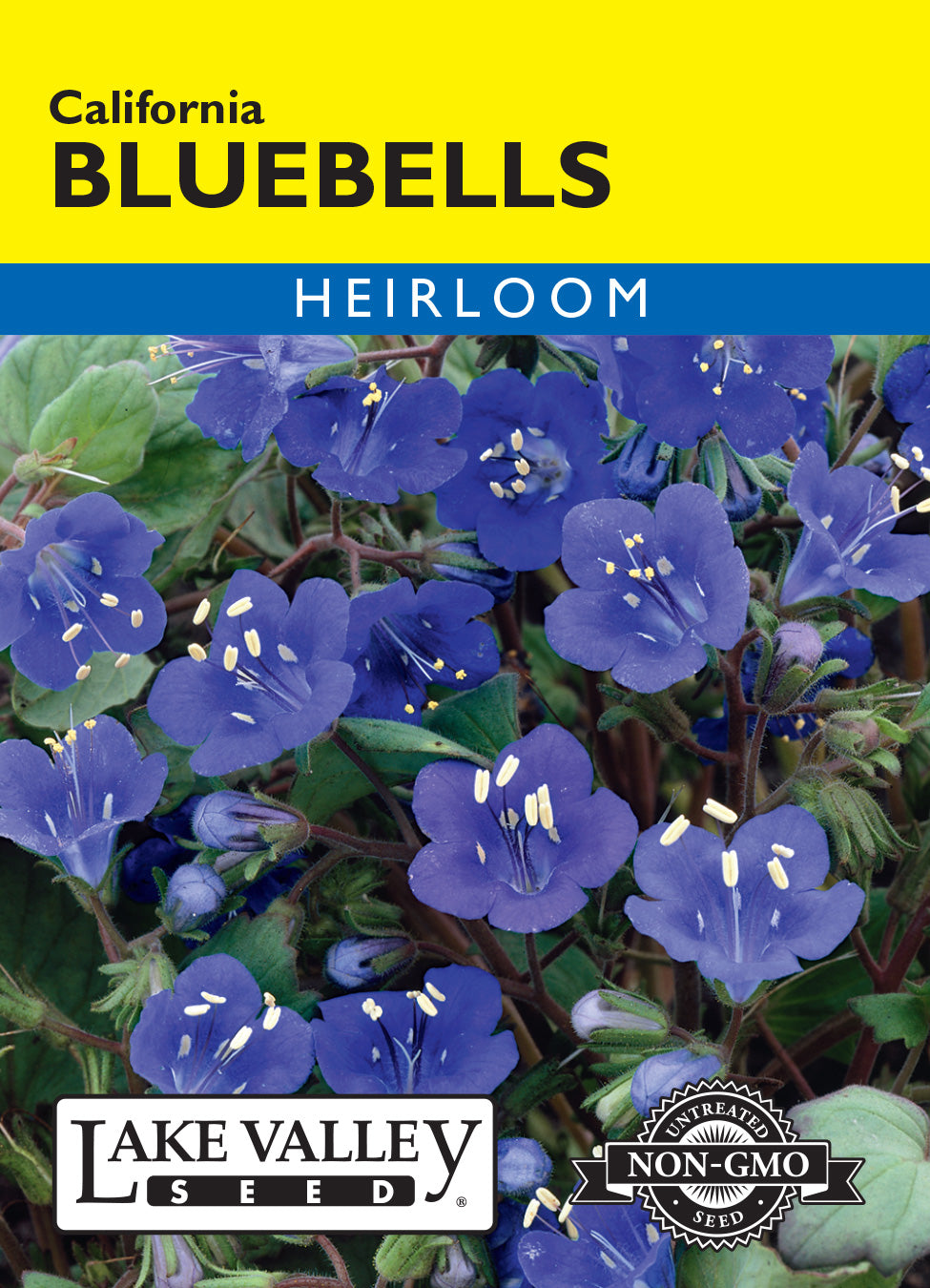 Bluebells Seed — Rohrer Seeds