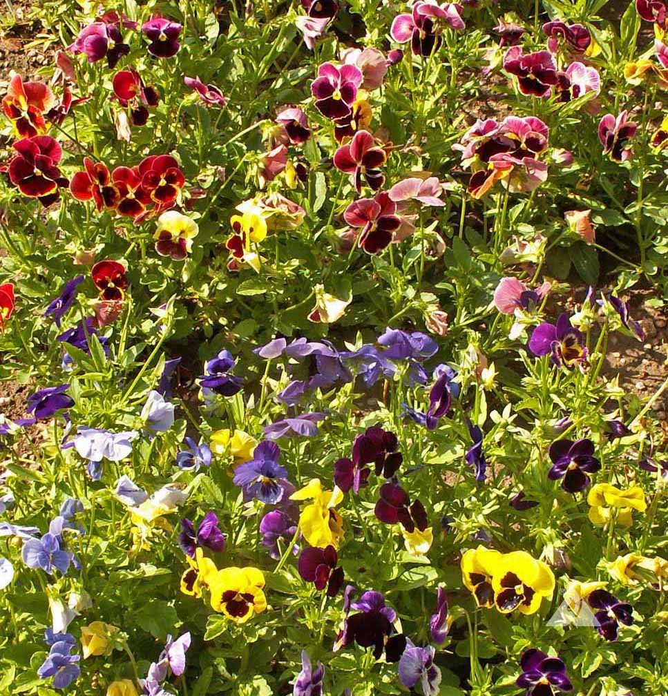 Pansy Seeds — Rohrer Seeds