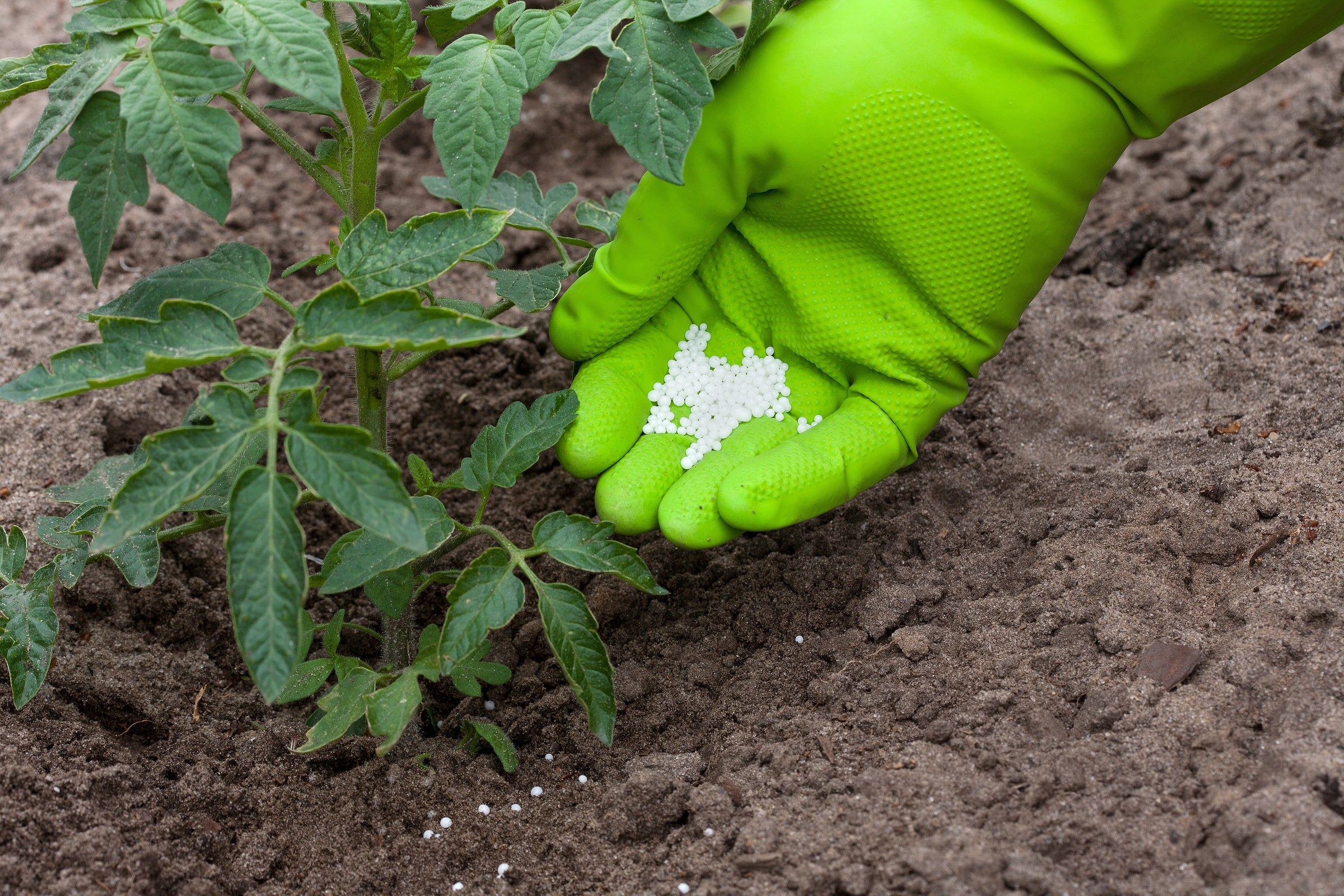 Ramapo F1 Hybrid Tomato Seeds — Rohrer Seeds