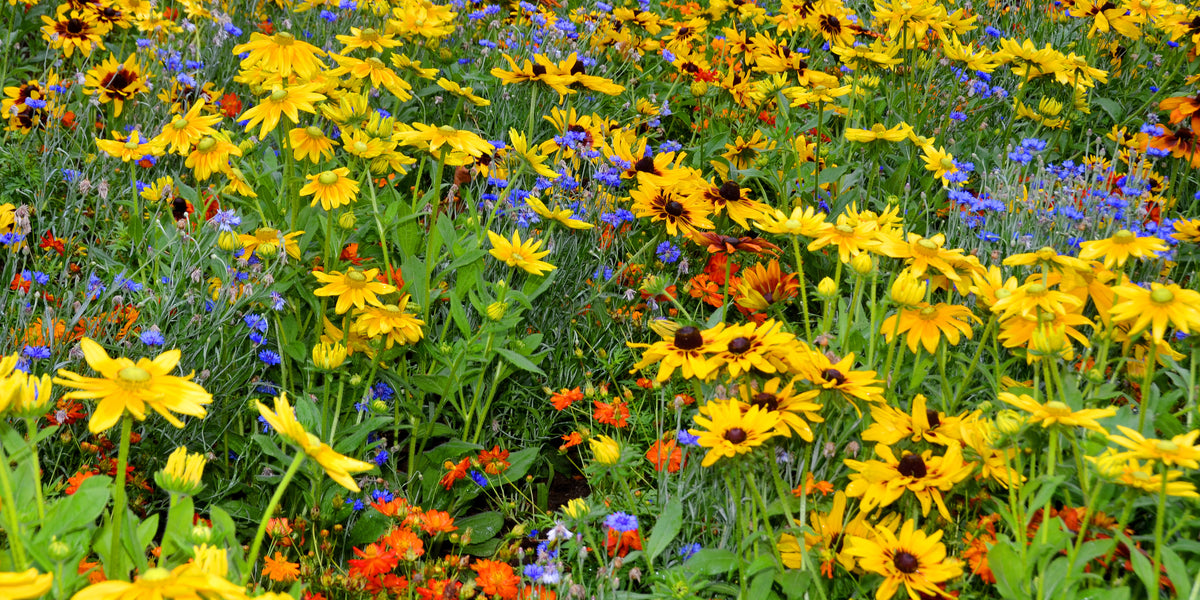 Flower Seed Mixes — Rohrer Seeds