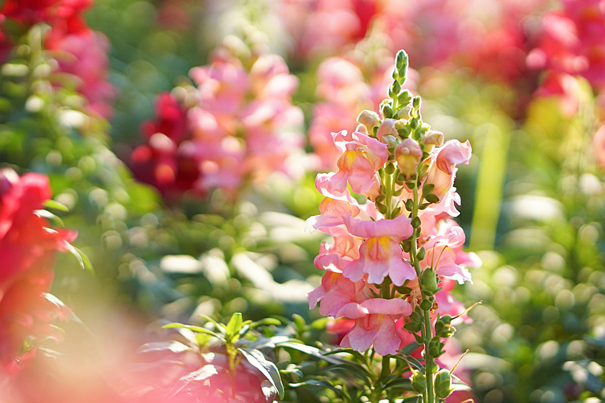 Snapdragon Seeds — Rohrer Seeds