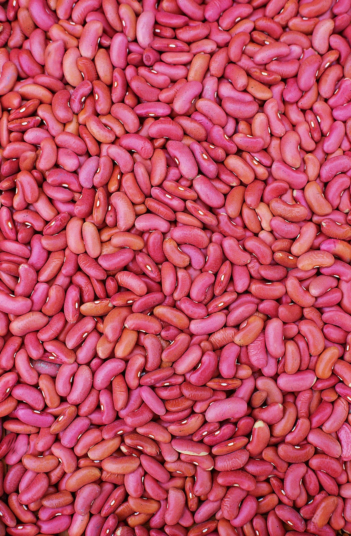 Dry/Shell Bean Seeds — Rohrer Seeds