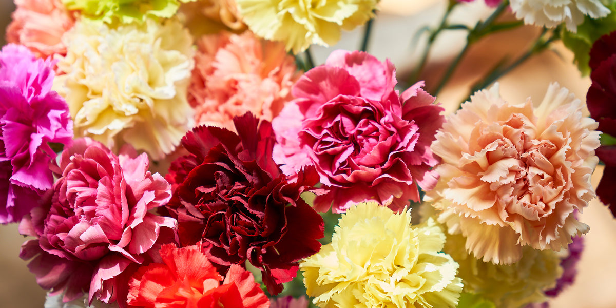 Carnation Seeds — Rohrer Seeds