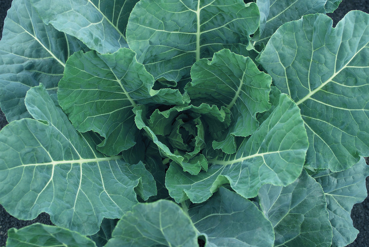 Collard Seeds — Rohrer Seeds