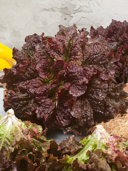 Lettuce | Rohrer Seeds