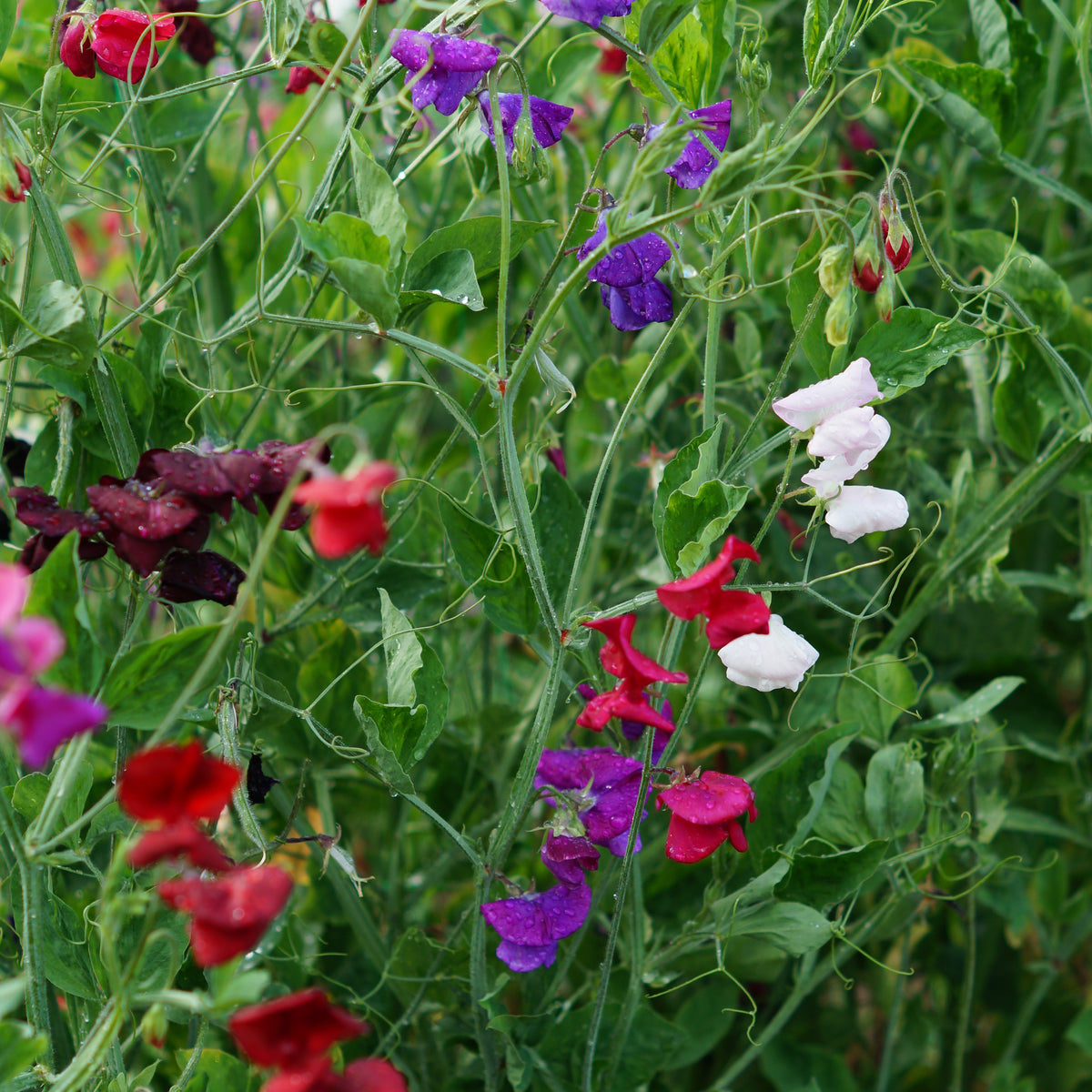 Sweet Pea Seeds — Rohrer Seeds