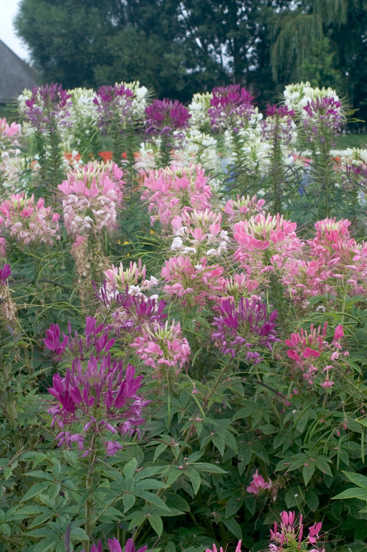 Color Fountain Mix Cleome Seeds — Rohrer Seeds