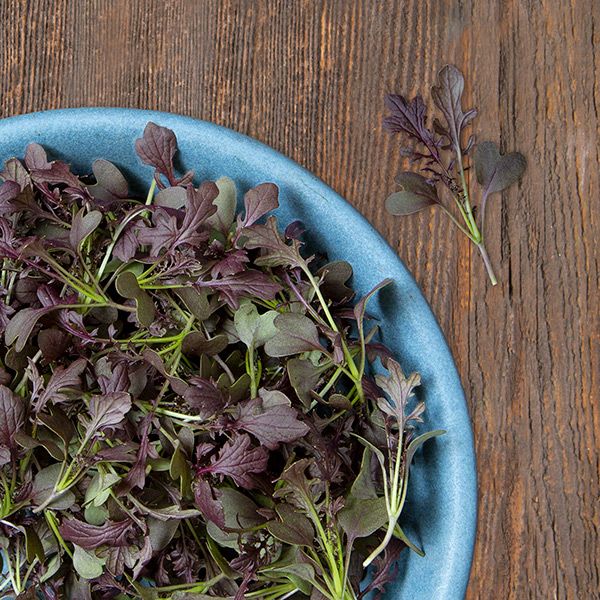 Red Lace Mustard Microgreens (Pkt) — Rohrer Seeds