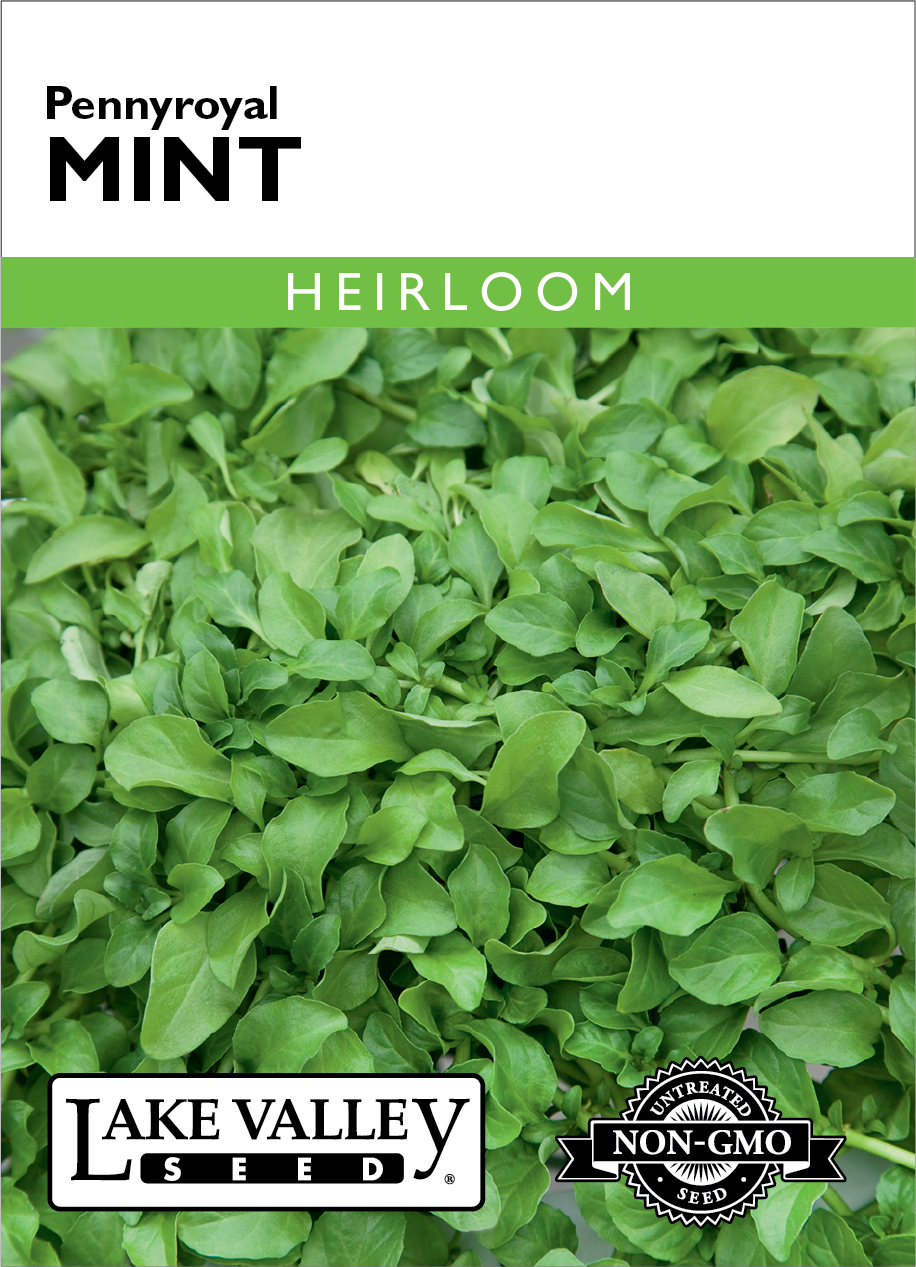 Pennyroyal Mint — Rohrer Seeds