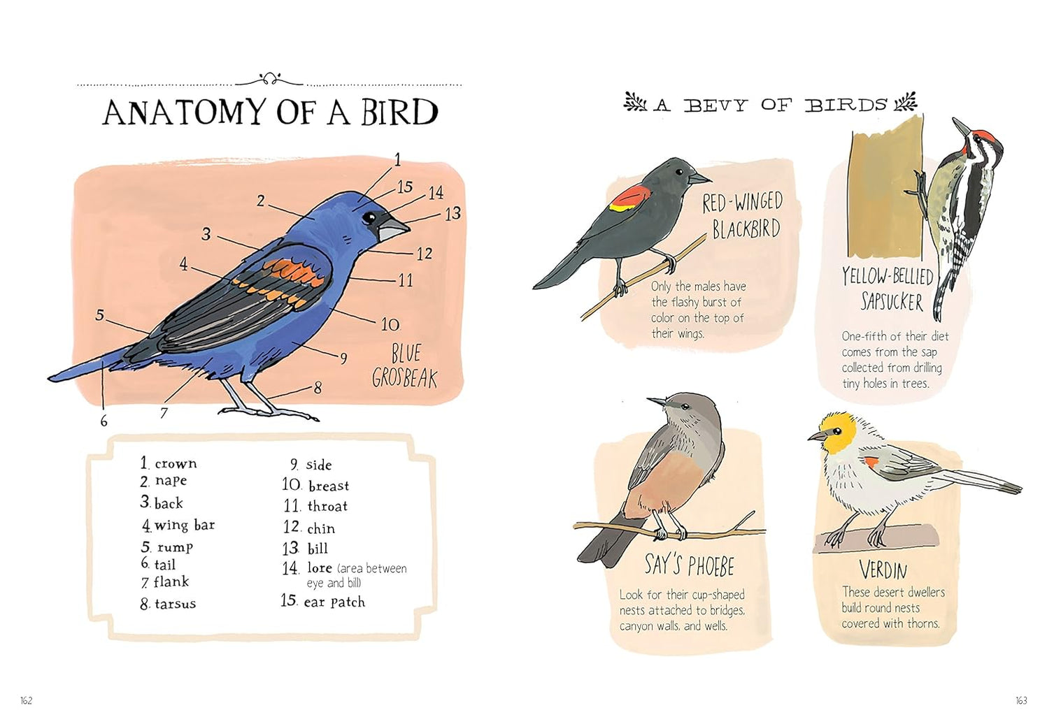 Nature Anatomy By Julia Rothman — Rohrer Seeds