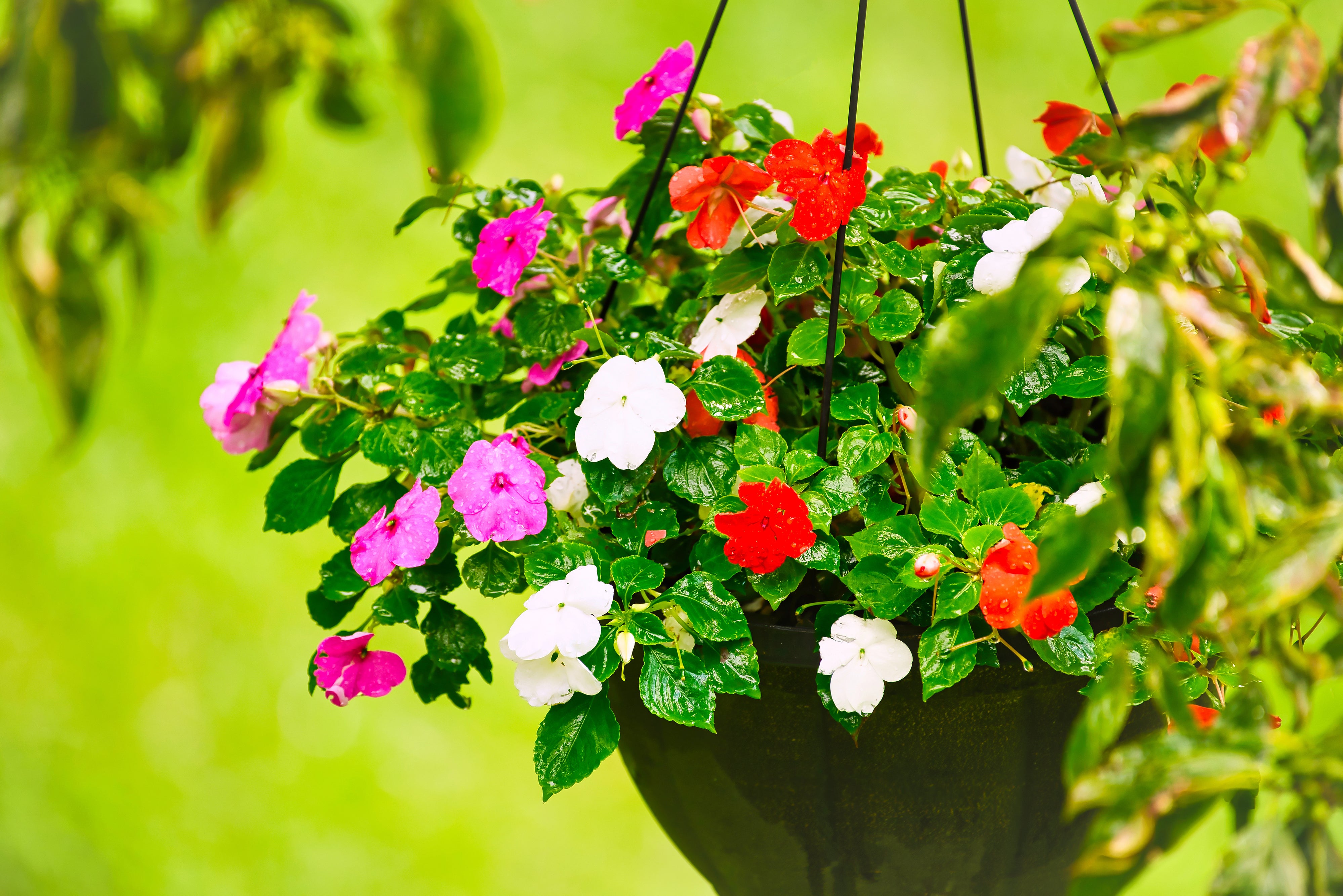 Beacon Impatiens Mix Seeds — Rohrer Seeds