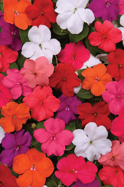 Beacon Impatiens Mix Seeds | Rohrer Seeds
