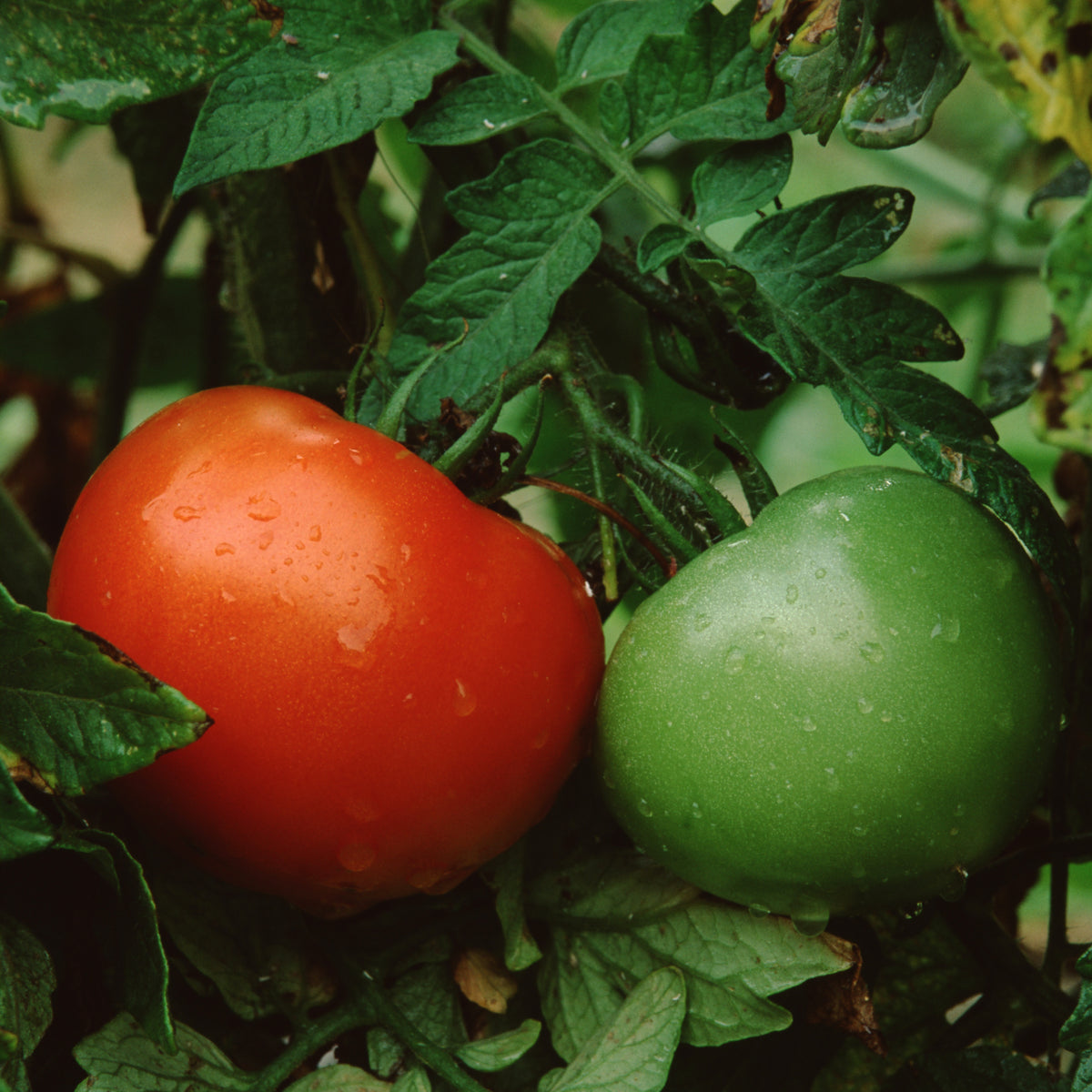 Better Boy Hybrid Tomato Seeds — Rohrer Seeds