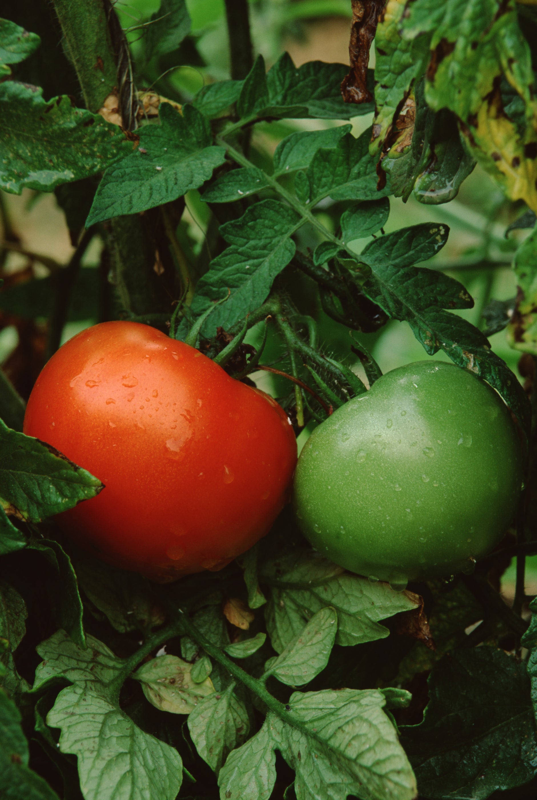 Better Boy Hybrid Tomato Seeds — Rohrer Seeds