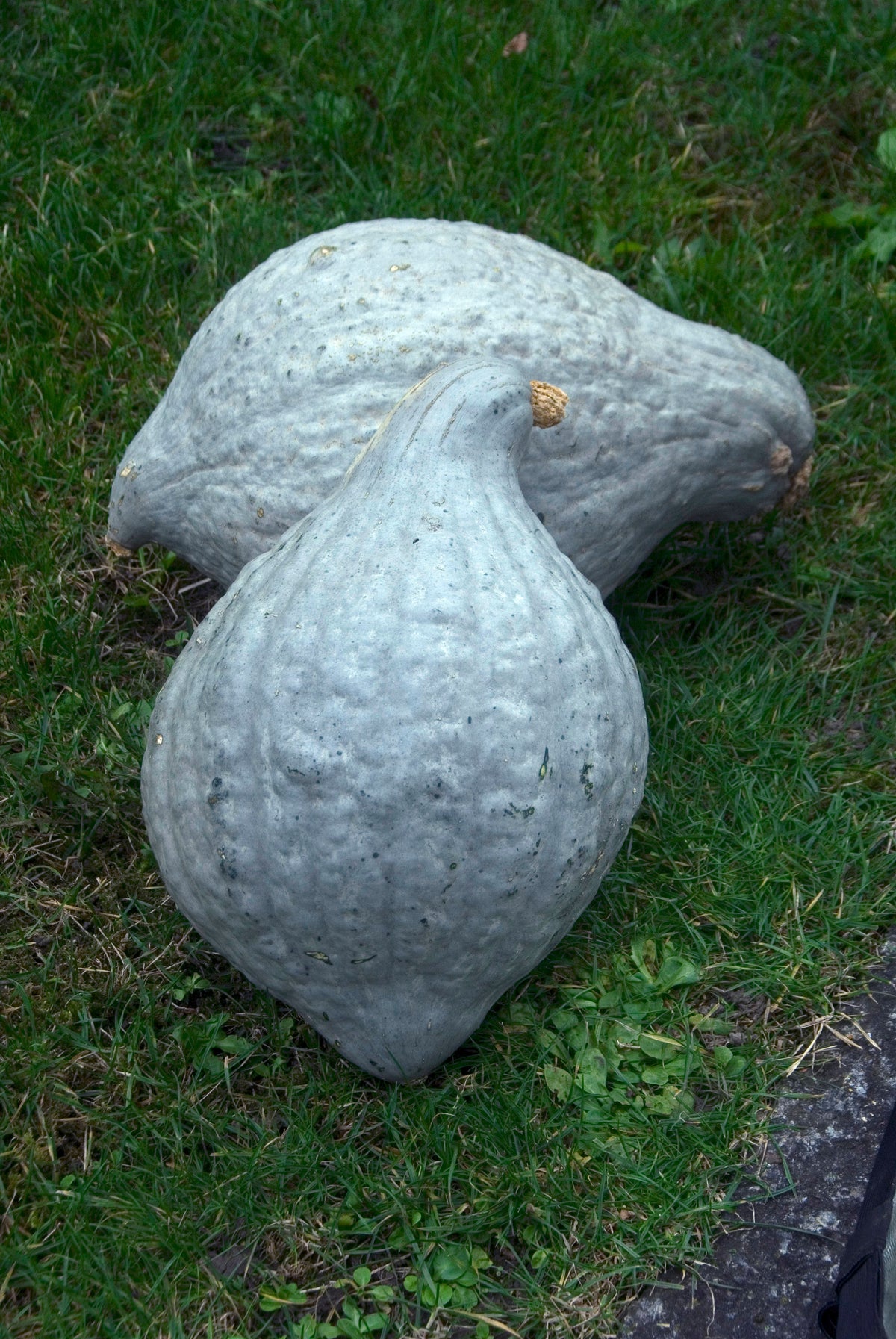 Blue Hubbard Squash Seeds — Rohrer Seeds