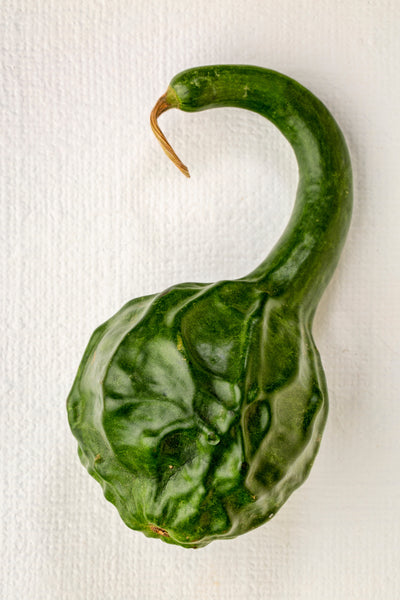 Caveman Club Gourd Seeds | Rohrer Seeds