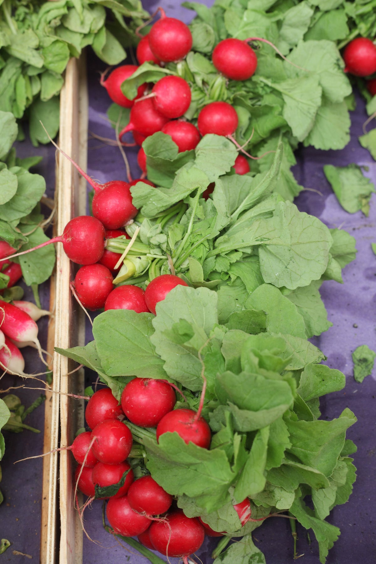 Champion Radish Seeds — Rohrer Seeds