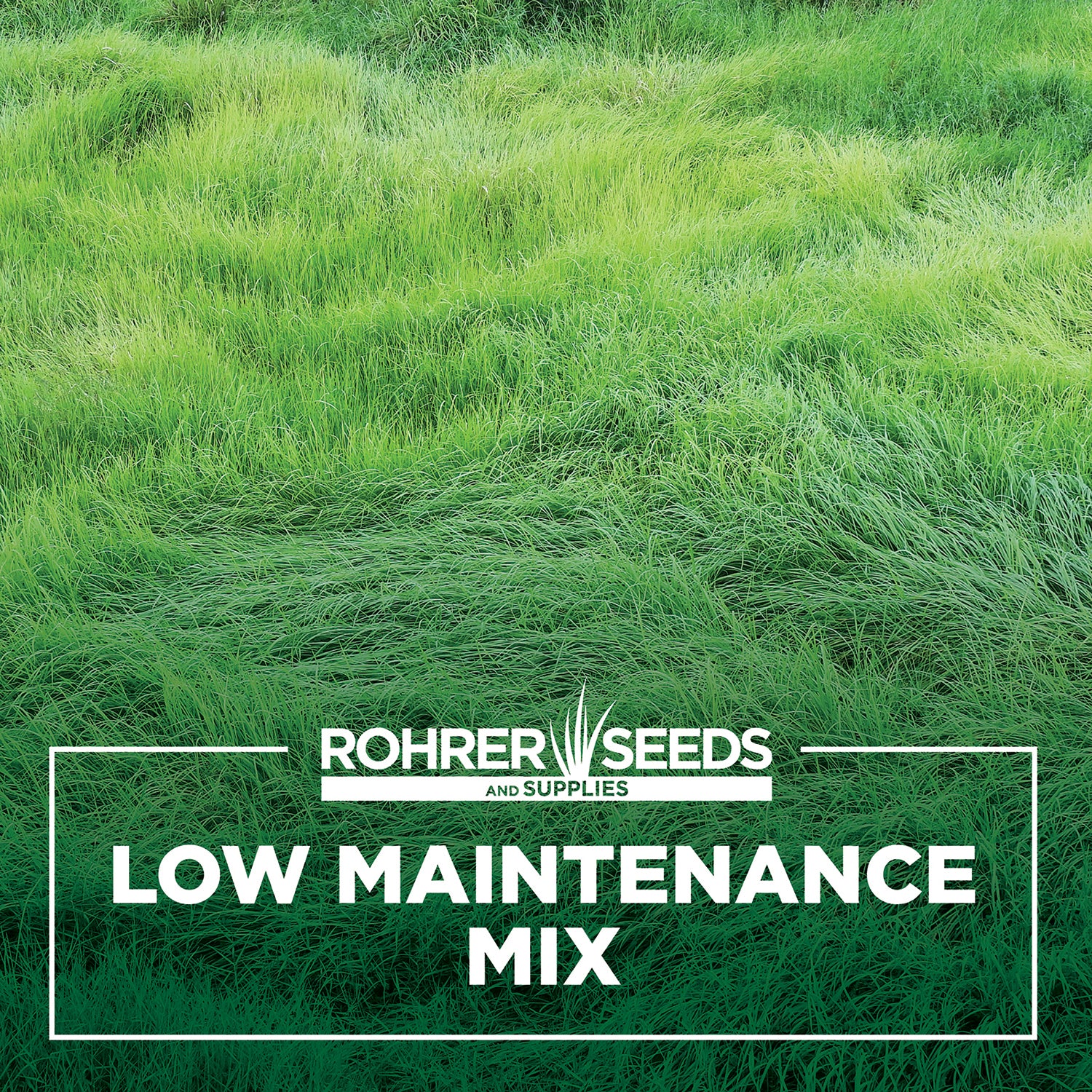 Low Maintenance Grass Seed - This Beautiful Blend of Hard Fescue, Chew ...
