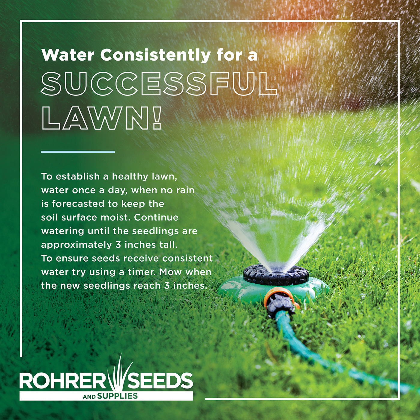 Sport Turf Rye Grass Seed Blend — Rohrer Seeds