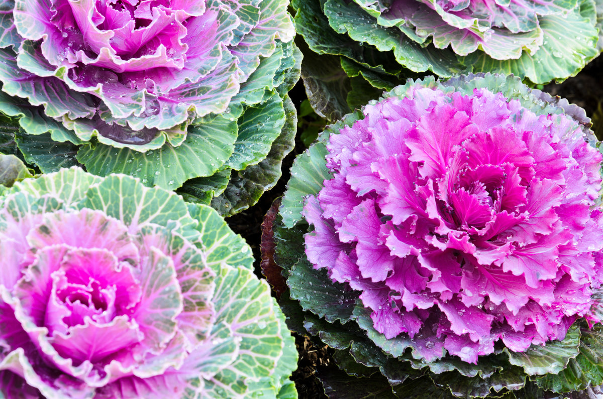 Flowering Cabbage Seeds — Rohrer Seeds