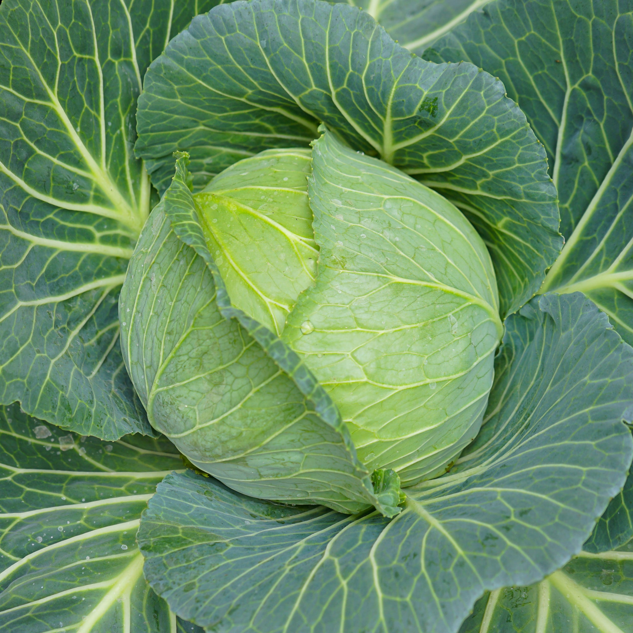 Cabbage Seeds — Rohrer Seeds