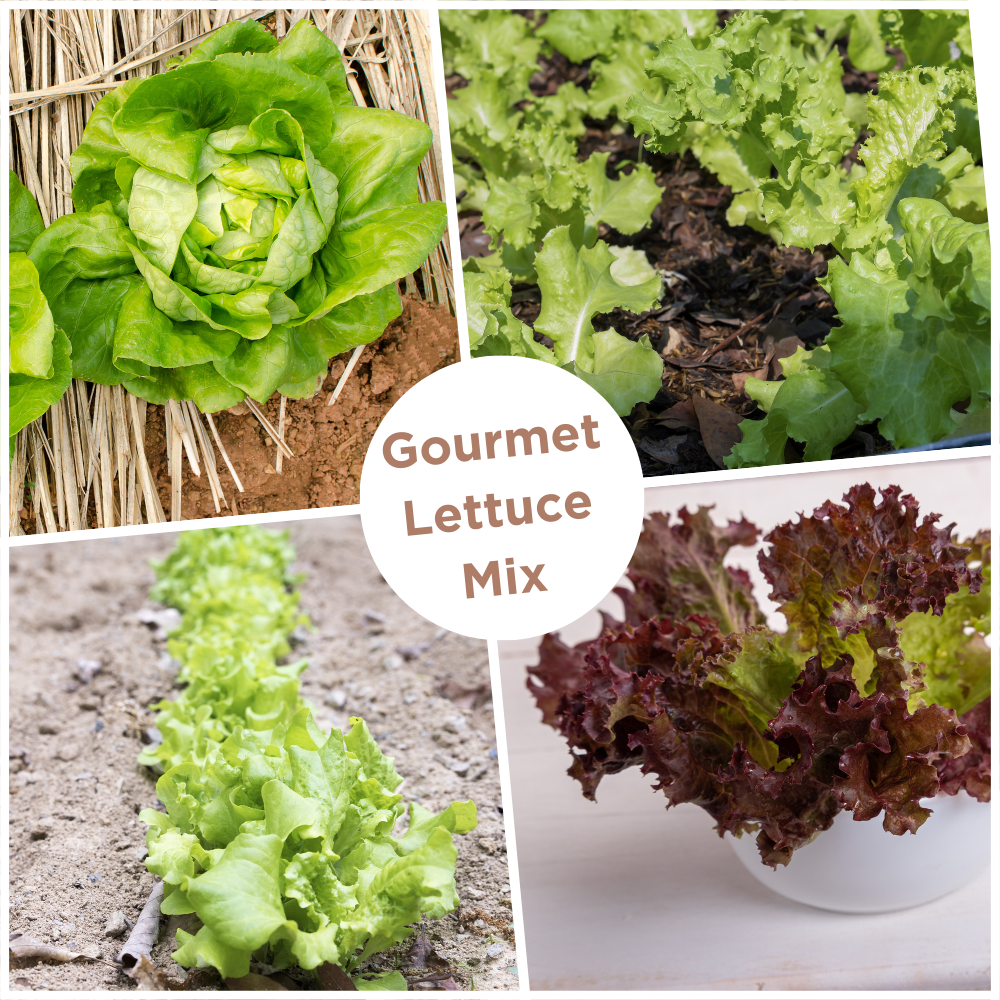 Gourmet Mix Lettuce Seeds — Rohrer Seeds
