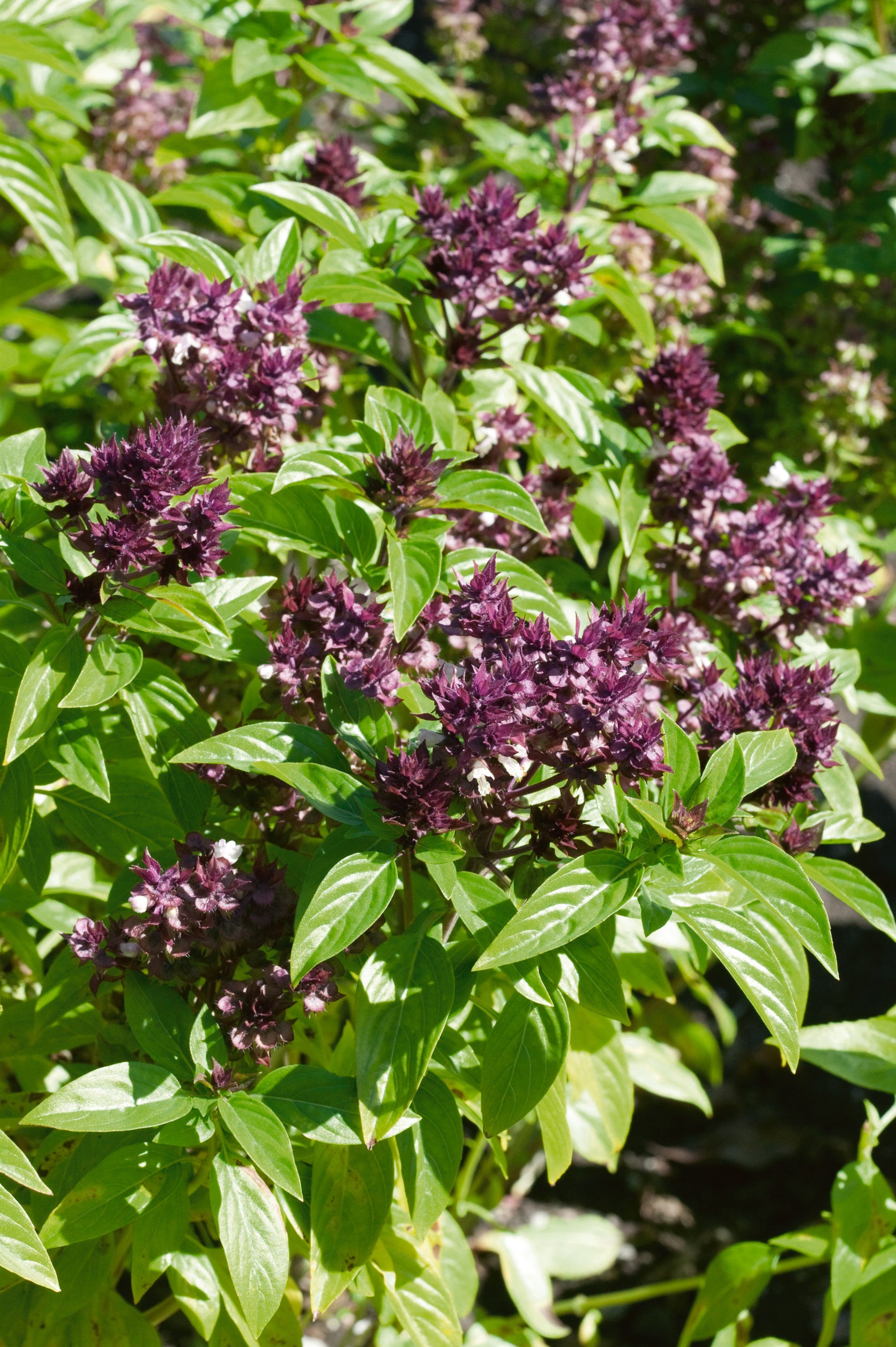 Siam Queen Thai Basil Seeds — Rohrer Seeds