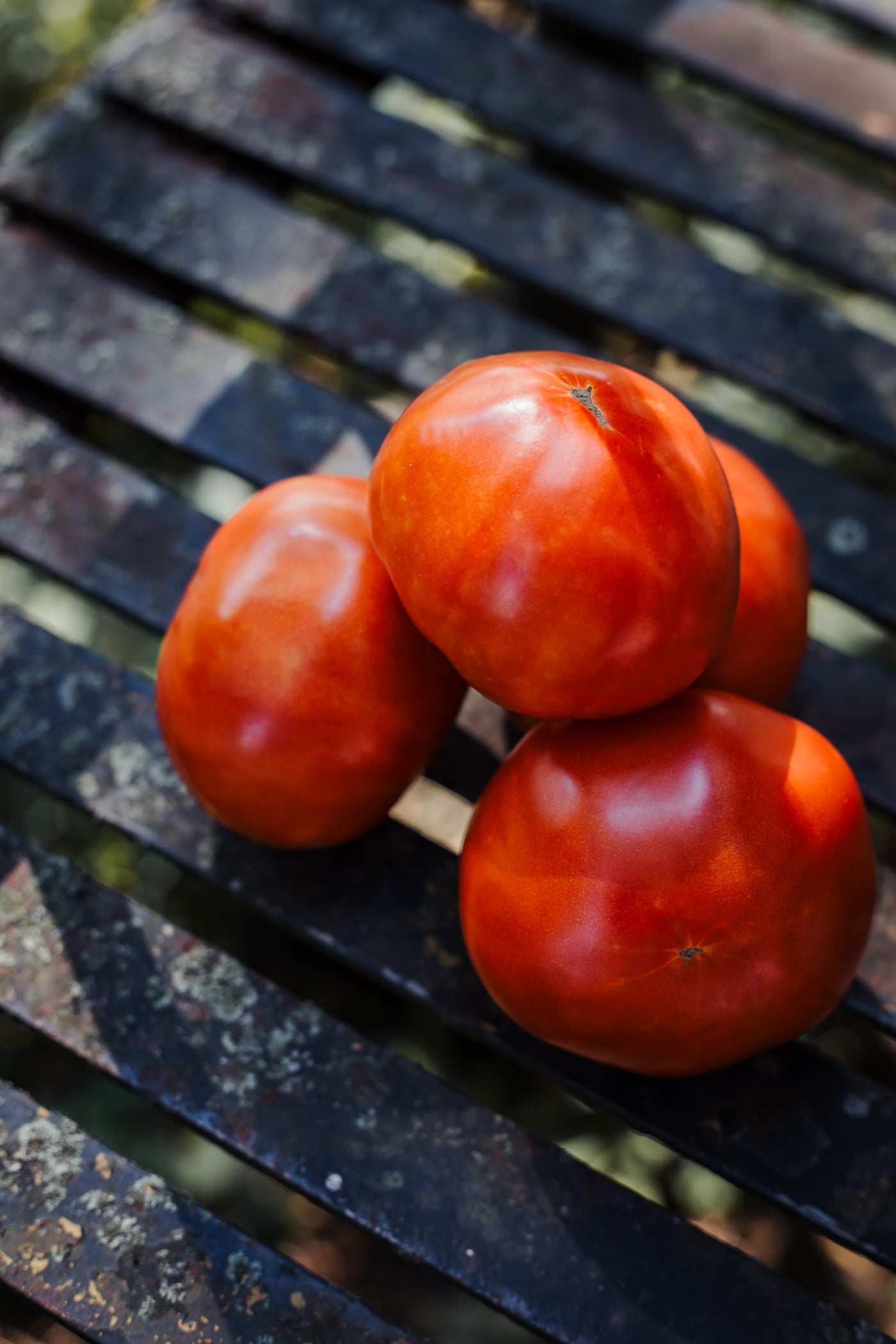 Jet Star Hybrid Tomato — Rohrer Seeds