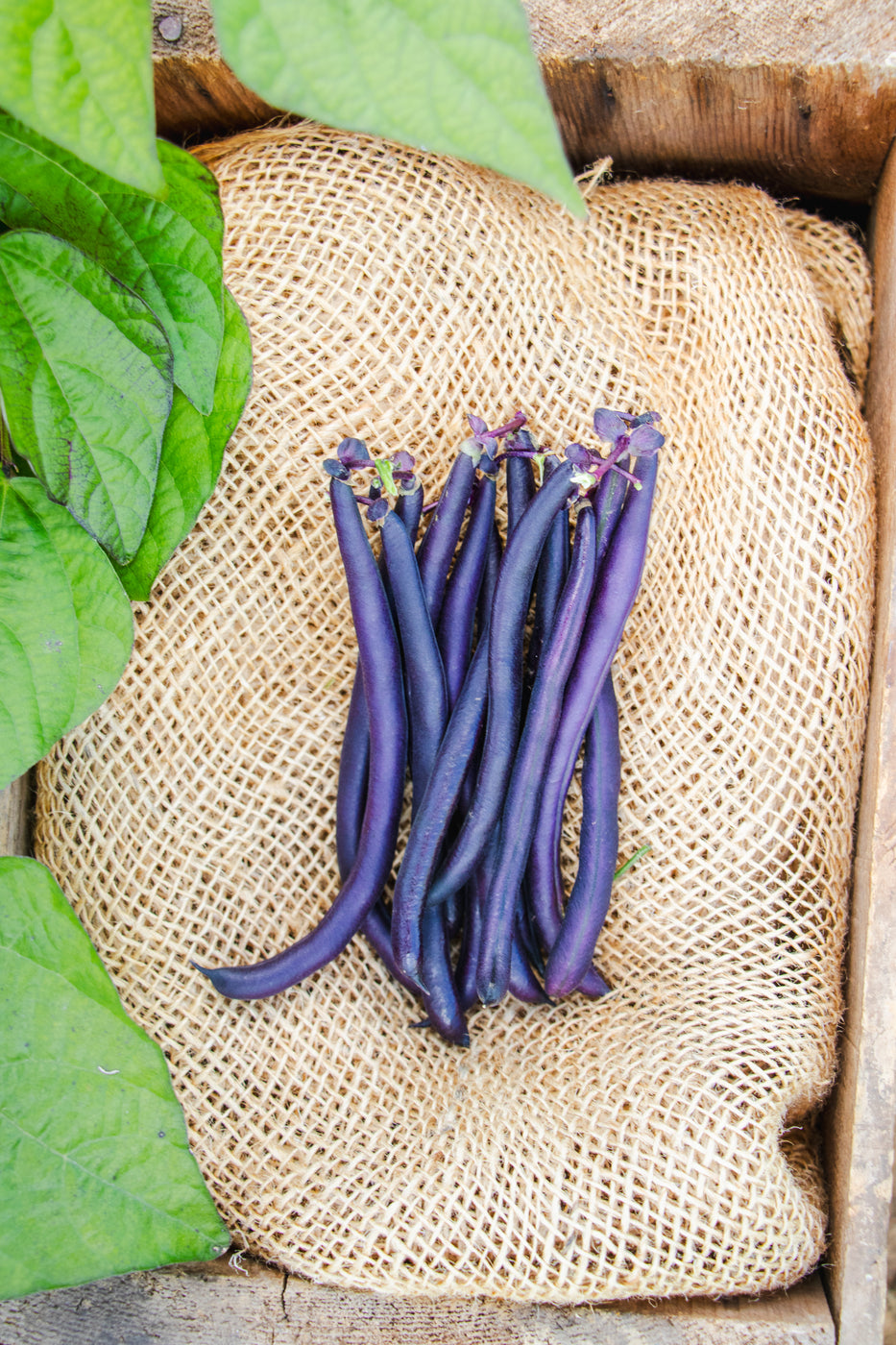 Improved Purple Queen Bean Seeds — Rohrer Seeds