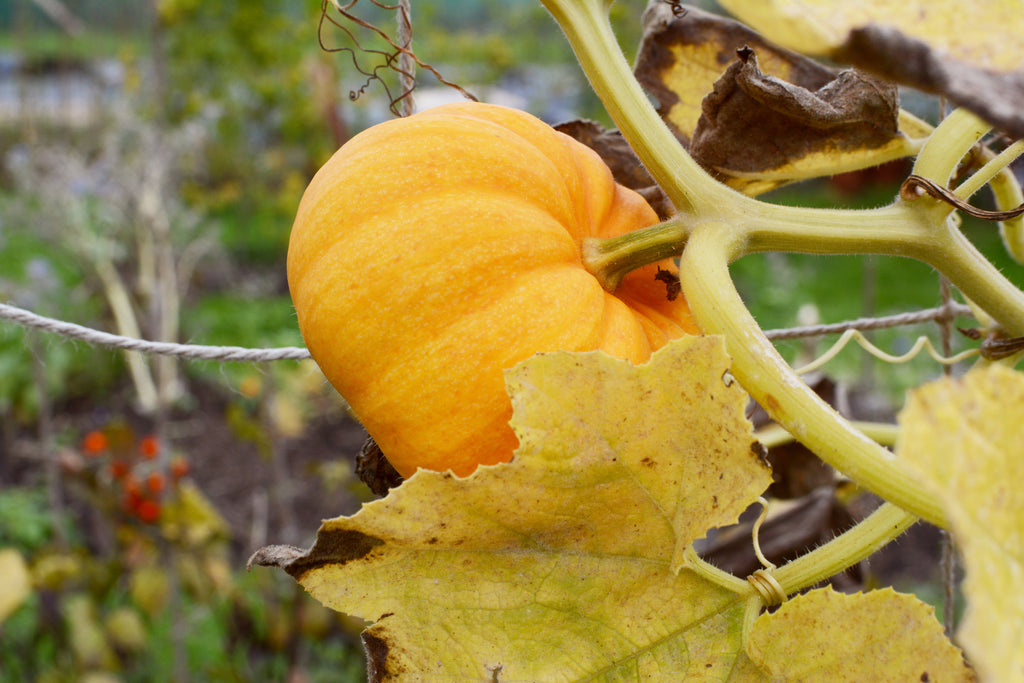 Pumpkins — Rohrer Seeds