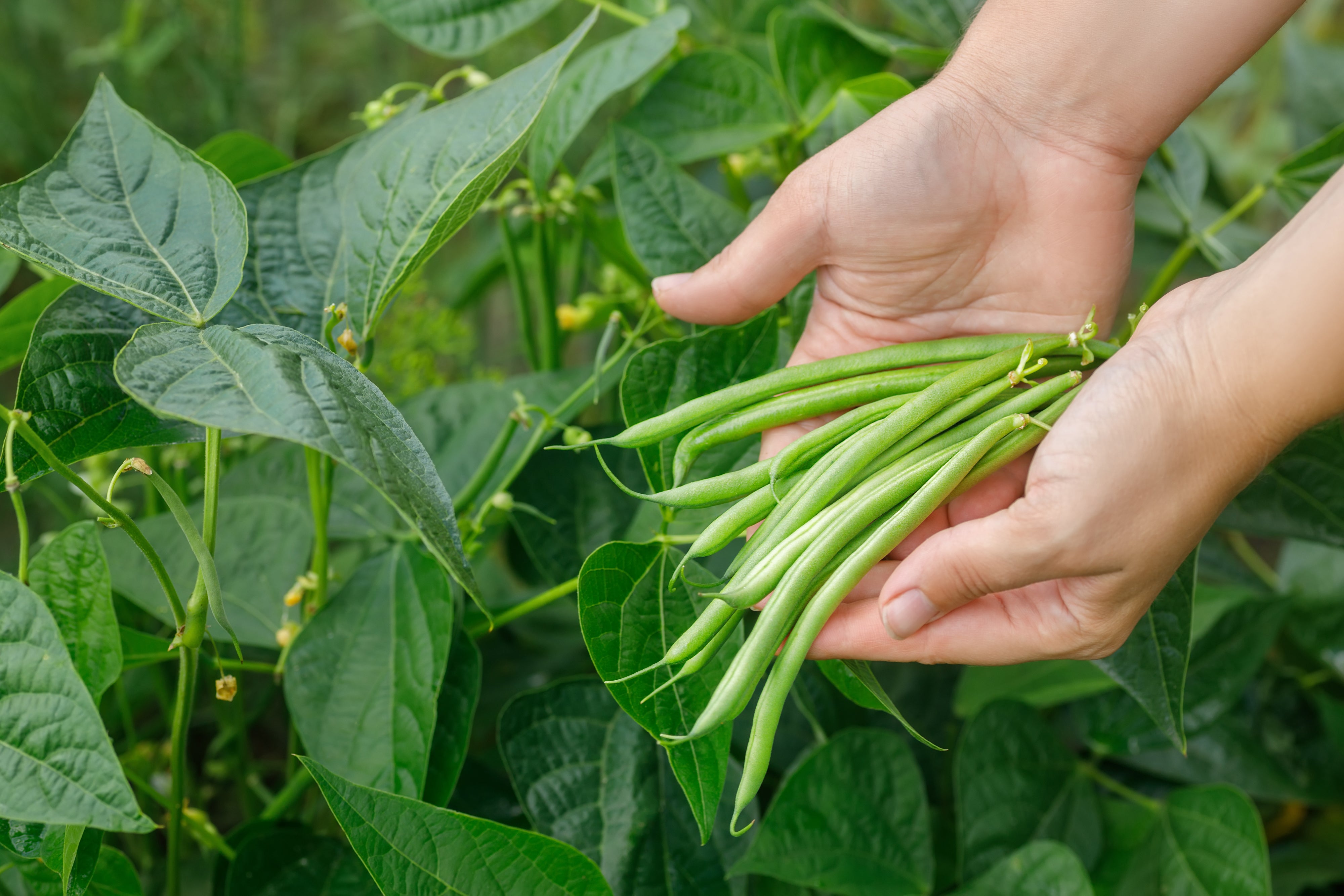 Stringless Bean Varieties