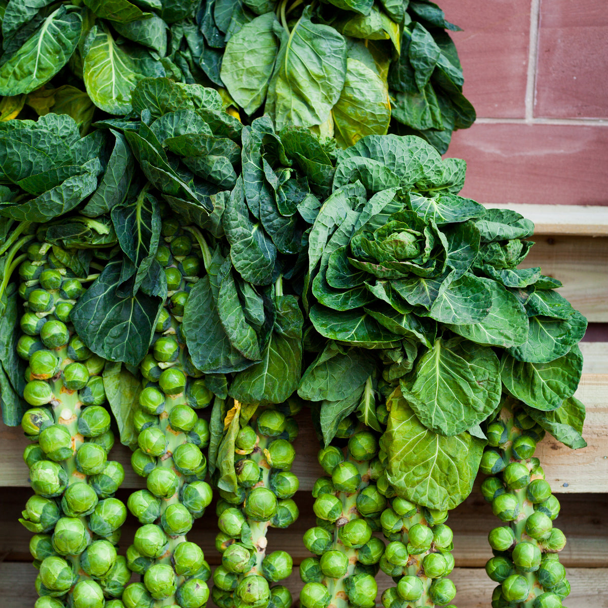 Jade Cross Hybrid Brussels Sprout Seeds — Rohrer Seeds