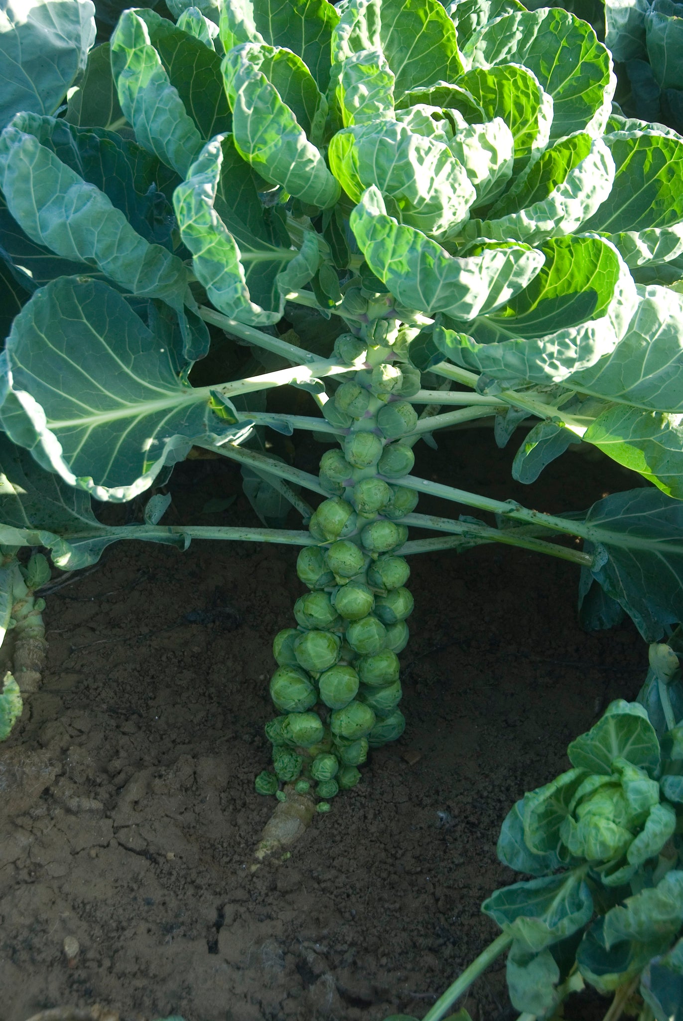 Long Island Improved Brussels Sprout Seeds | Rohrer Seeds