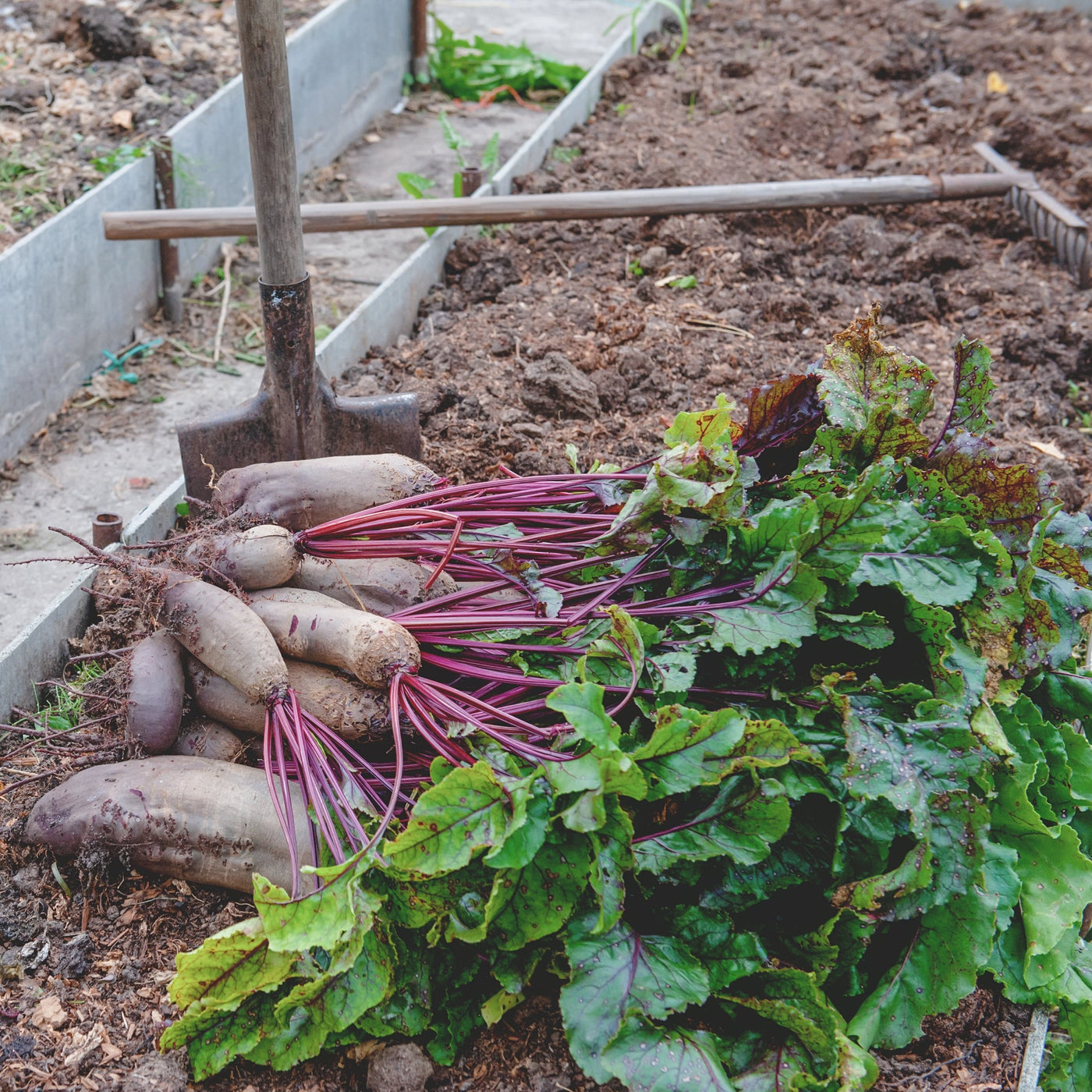 Mangel Forage Beet Seeds — Rohrer Seeds
