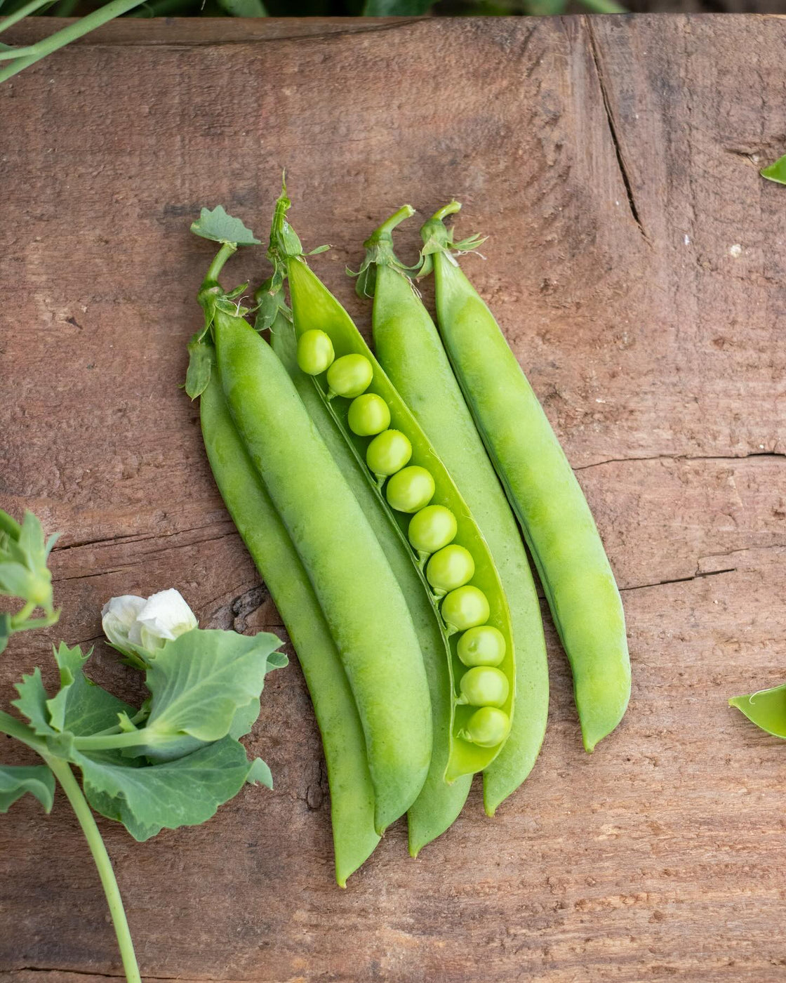 Organic Pea Seeds - USDA PLS 595 (125 Seeds) — Rohrer Seeds