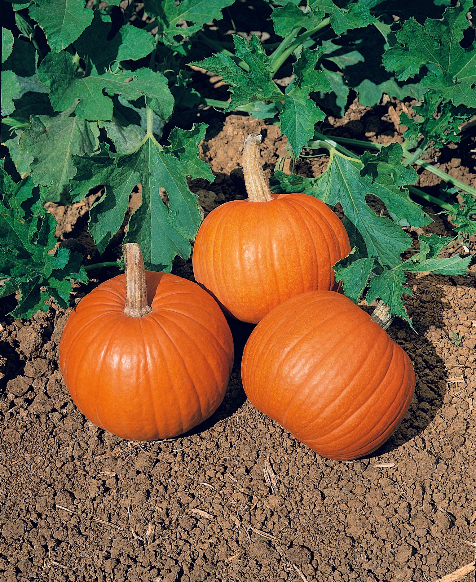 Pumpkins — Rohrer Seeds