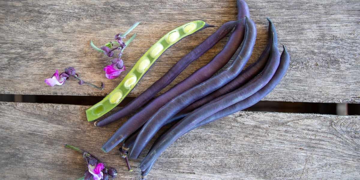 Improved Purple Queen Bean Seeds — Rohrer Seeds