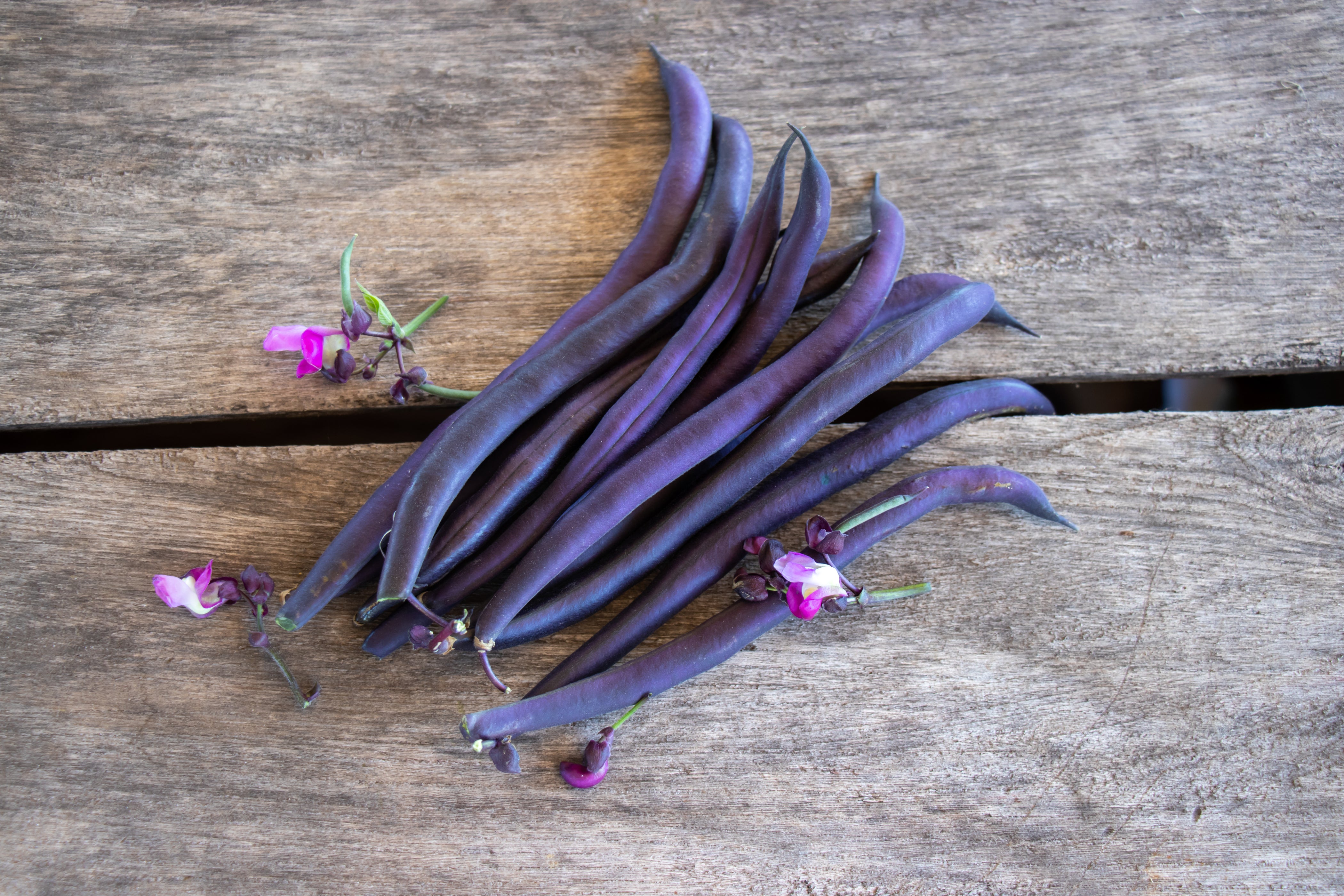 Improved Purple Queen Bean Seeds — Rohrer Seeds