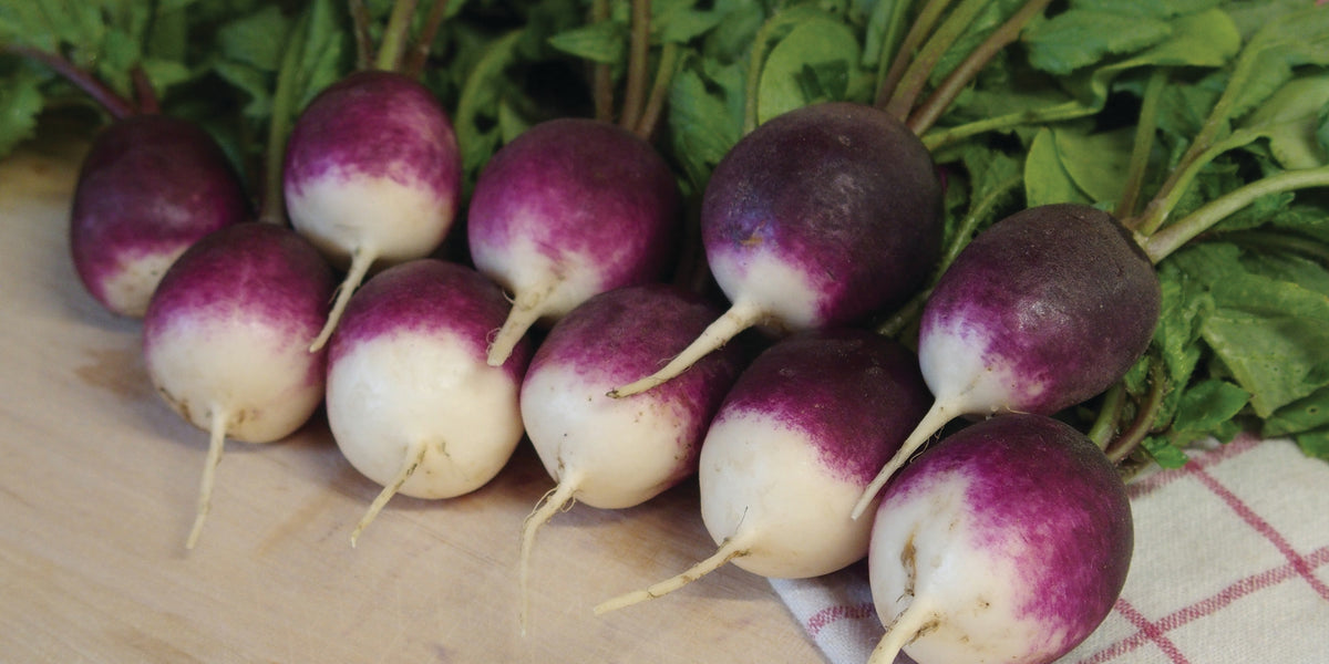 Diana Hybrid Radish Seeds — Rohrer Seeds