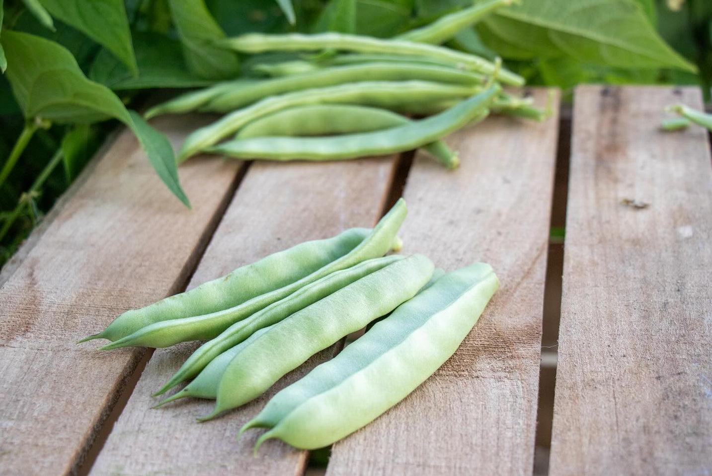 Roma II Bean Seeds — Rohrer Seeds