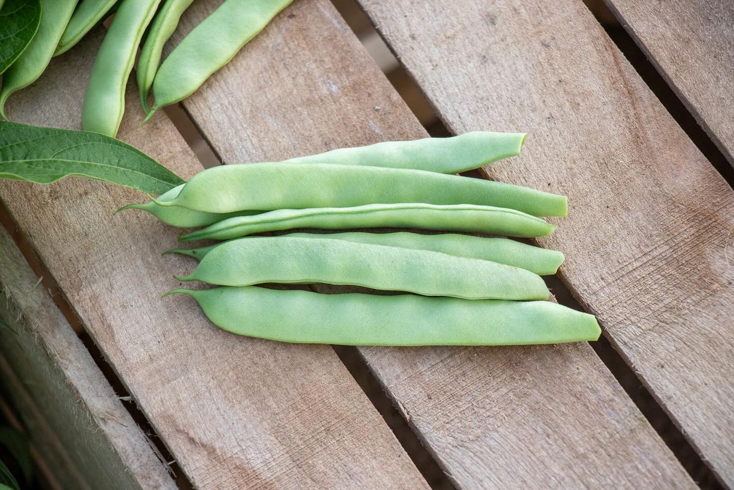 Roma II Bean Seeds — Rohrer Seeds