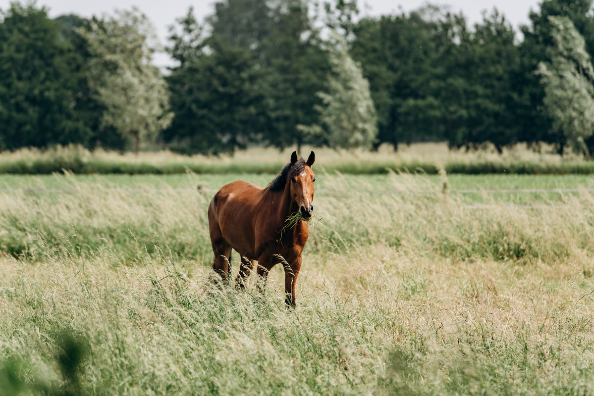 Show Horse Pasture Mixture - A blend of Orchard Grass Seed Timothy Gra ...