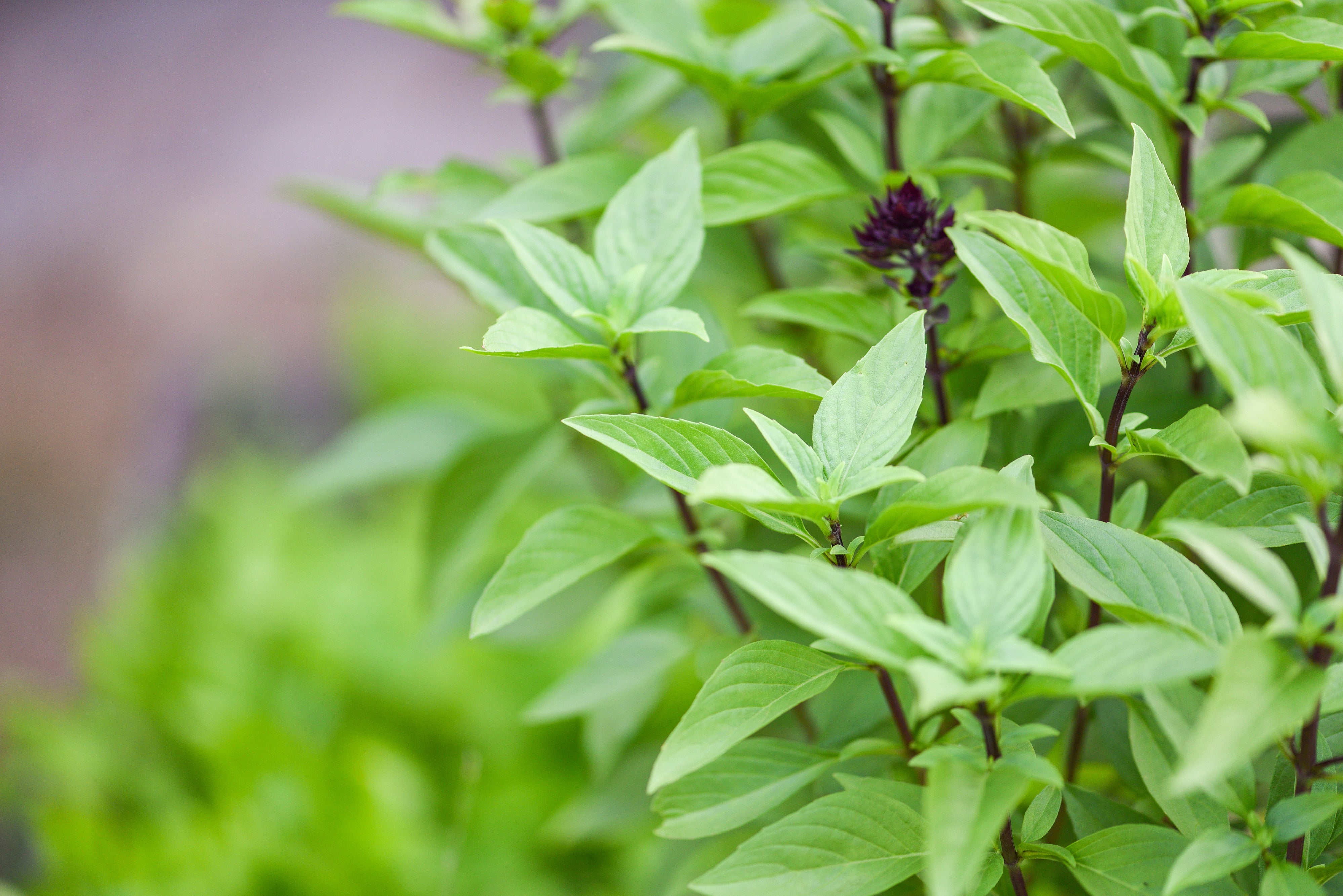 Siam Queen Thai Basil Seeds — Rohrer Seeds