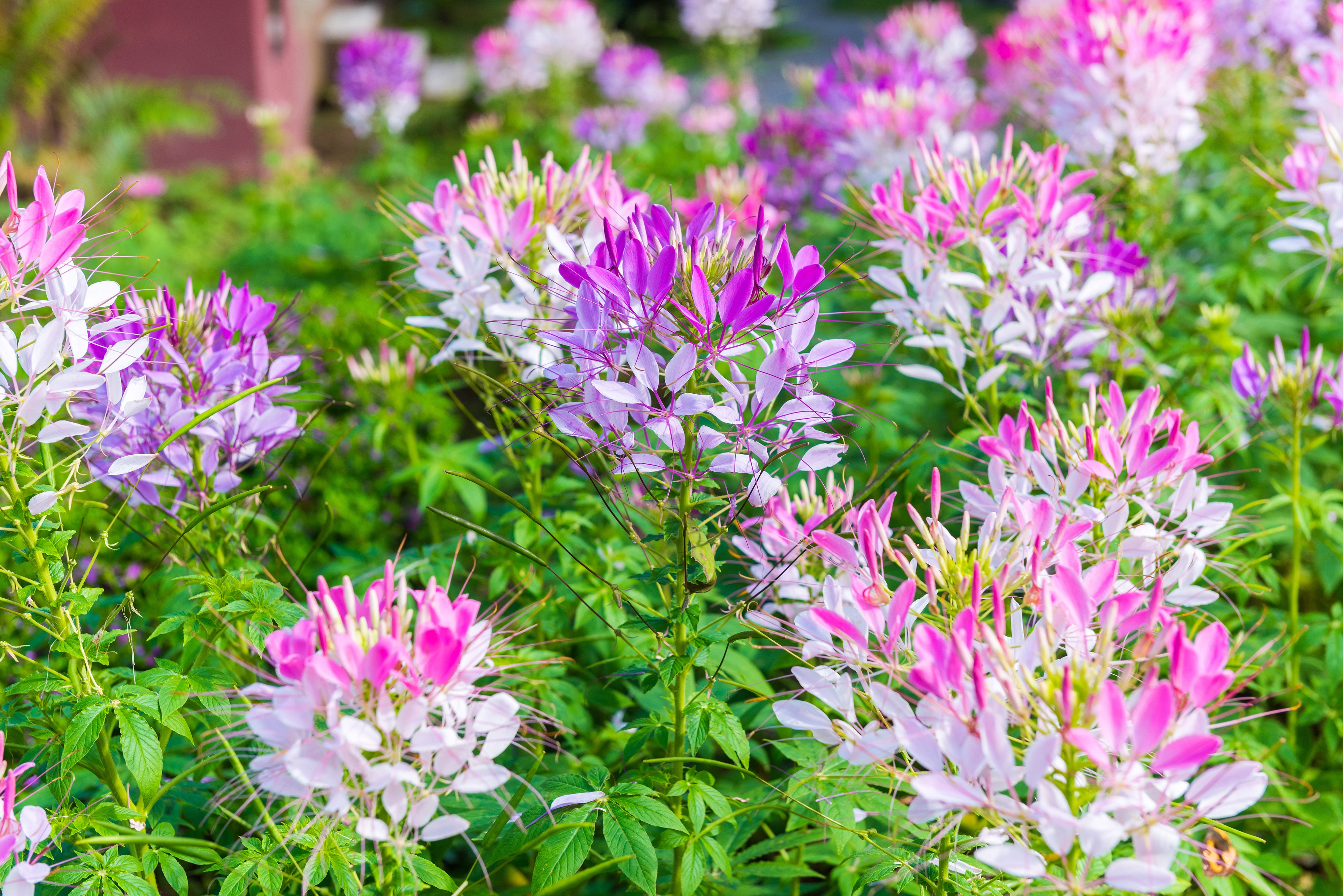 Color Fountain Mix Cleome Seeds — Rohrer Seeds