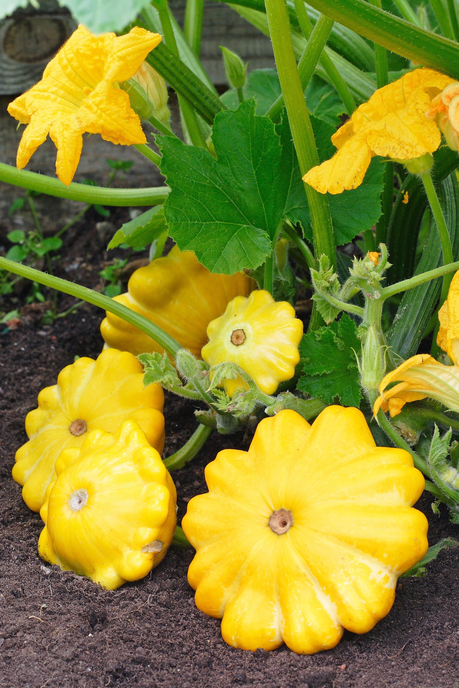 Summer Squash — Rohrer Seeds